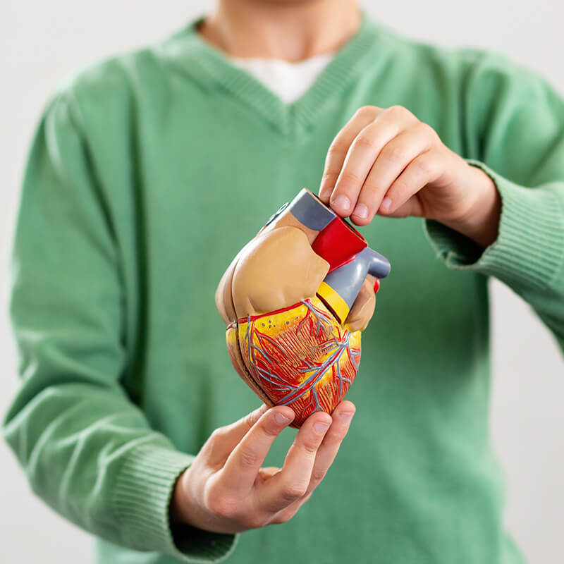 Kurse | Junior Uni Daun